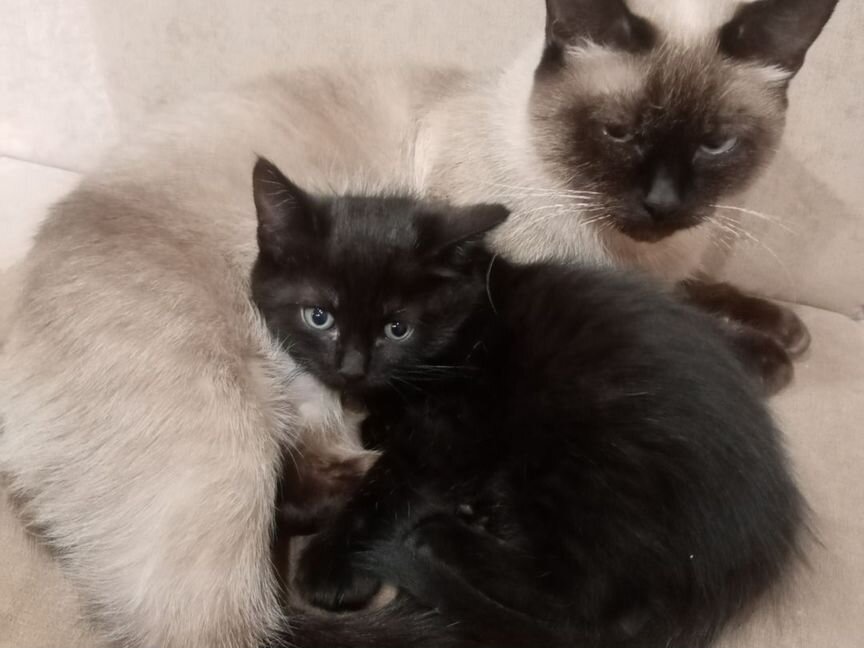 Котенок черненький