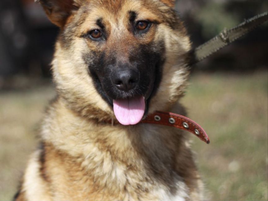 Метис немецкой овчарки