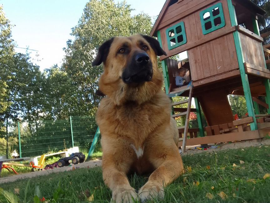 Собака в добрые руки