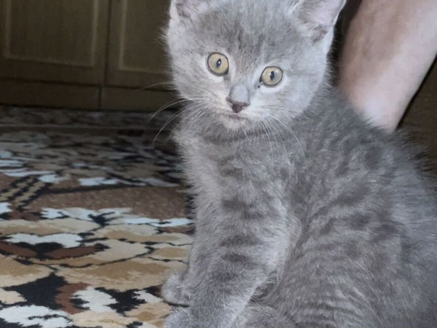 Вислоухие котята