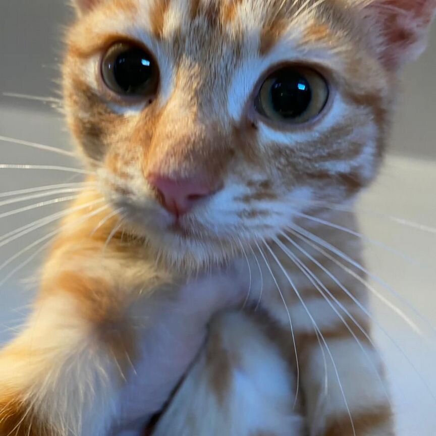 Котик рыжик 3,5 мес