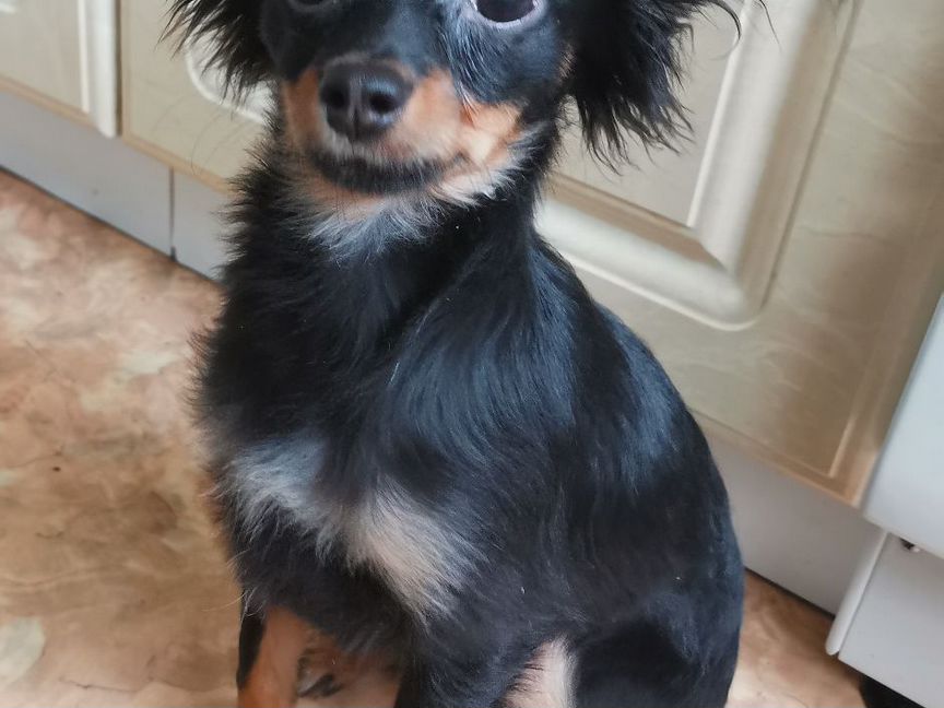 Той-терьер сука длинношерстный с документами РКФ