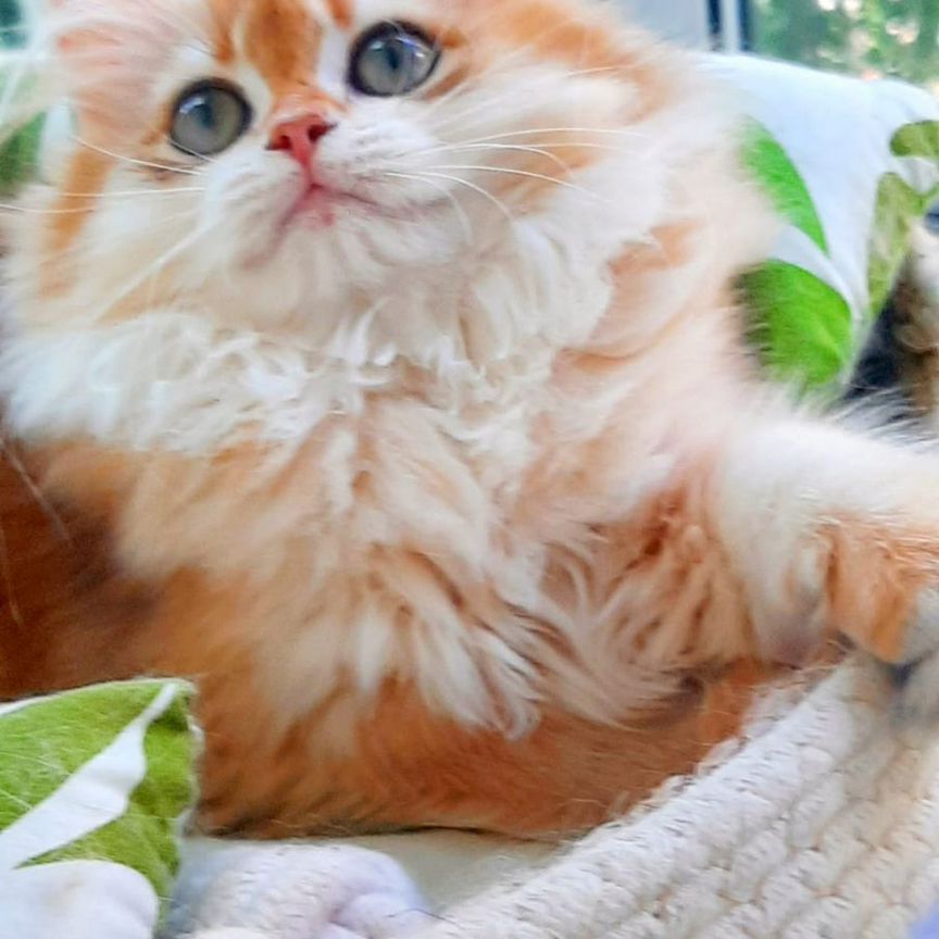 Золотой котик