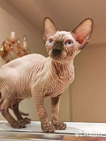 Канадский сфинкс девочка