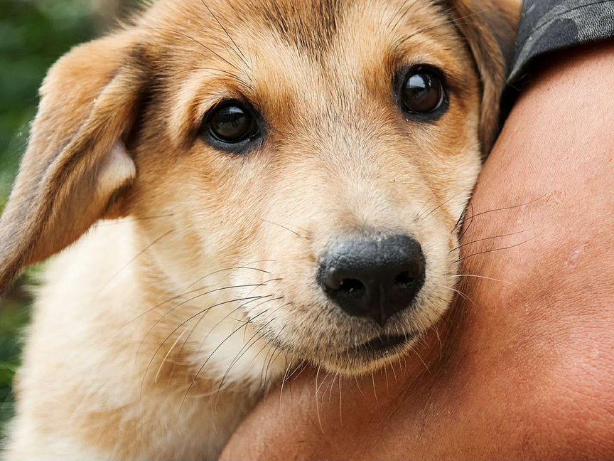 Щенок в добрые руки