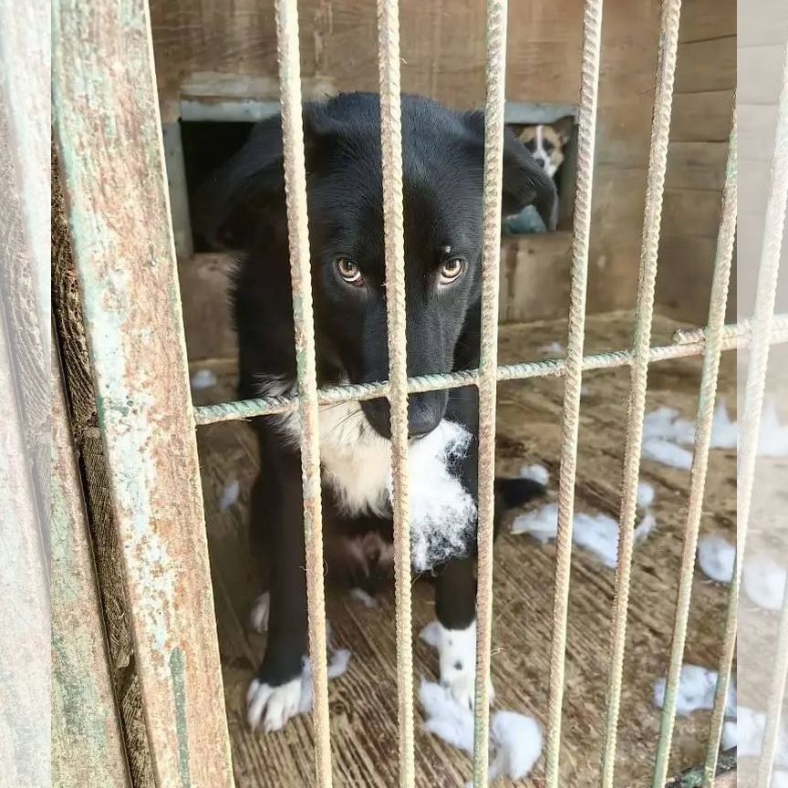 Щенок в добрые руки