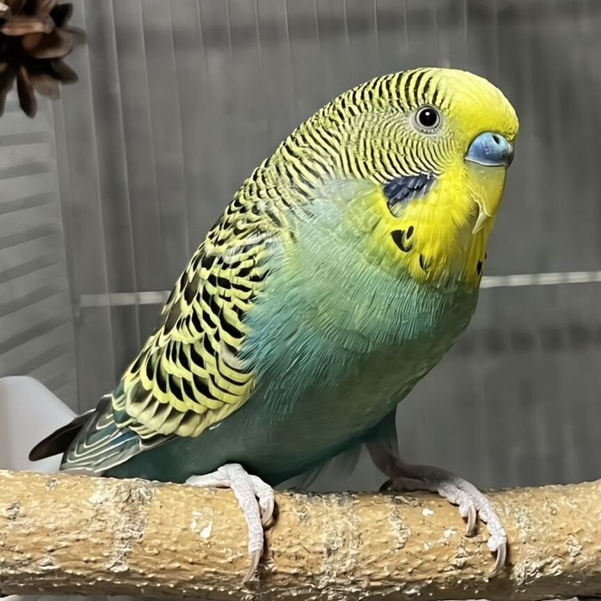 Волнистый попугай