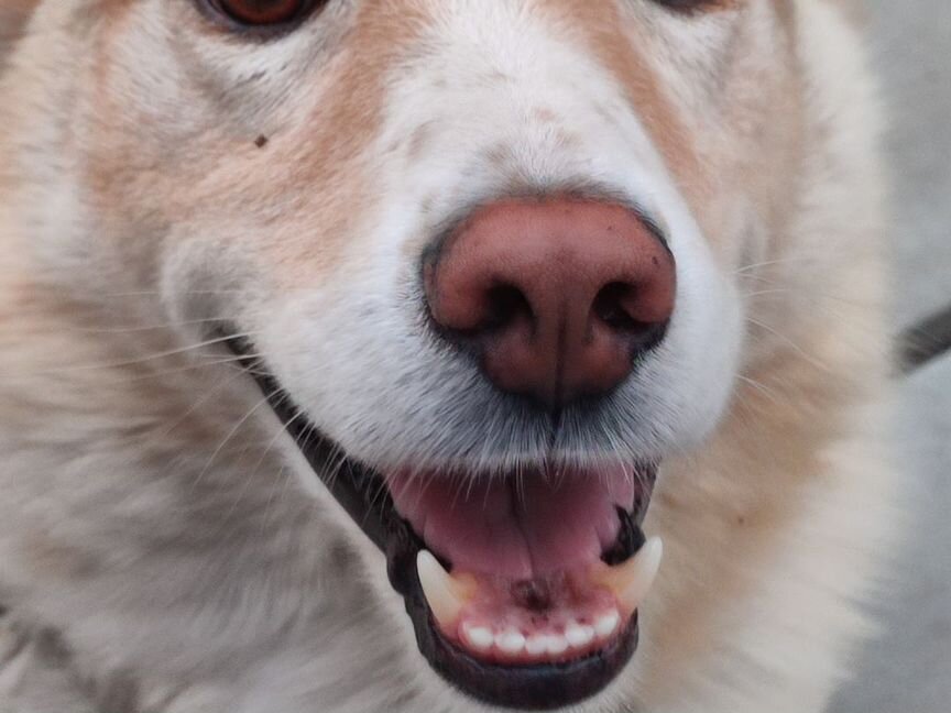 Собака в добрые руки отдам бесплатно