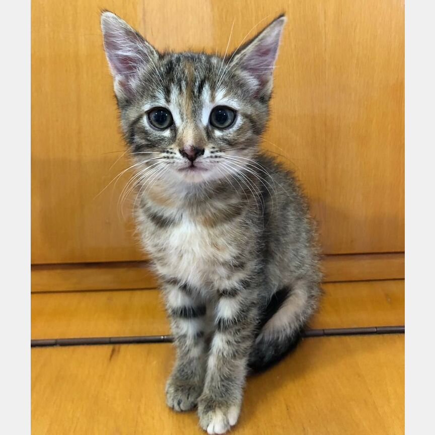 Отдам в добрые руки котёнка девочку
