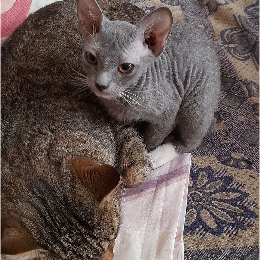 Кошечка сфинкс 2 мес