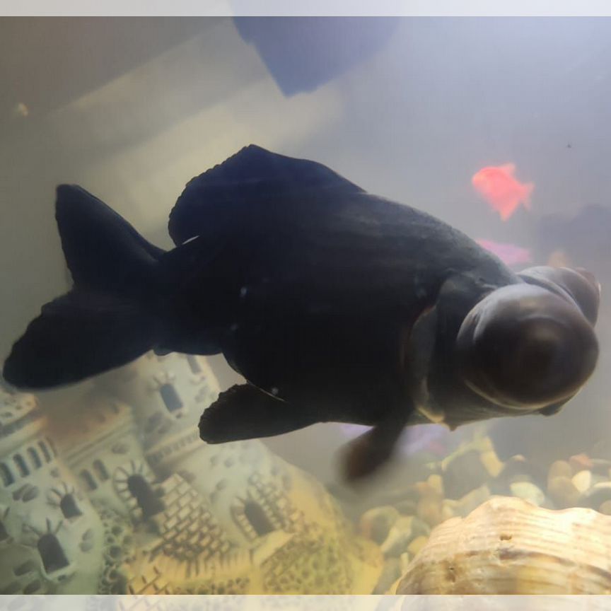 Золотая рыбка телескоп