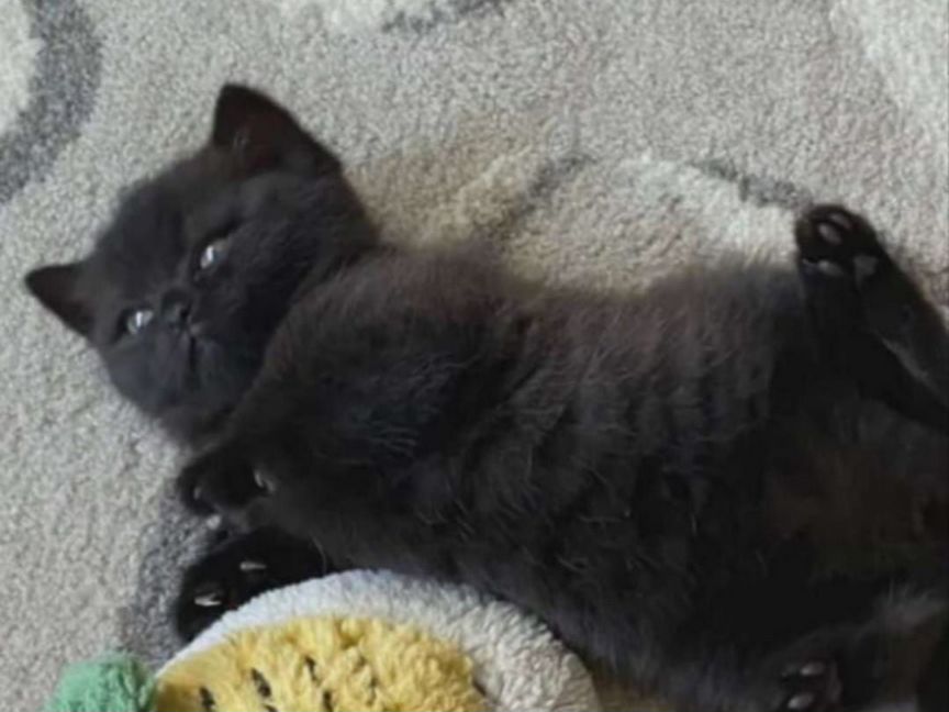 Британский мальчик