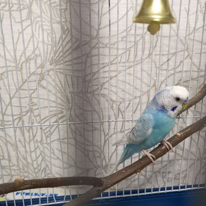 Попугай с клеткой