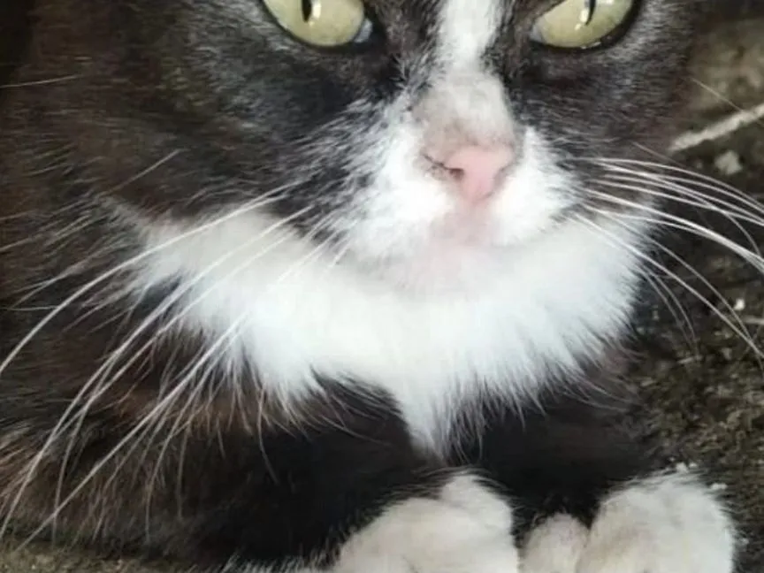 Кошка