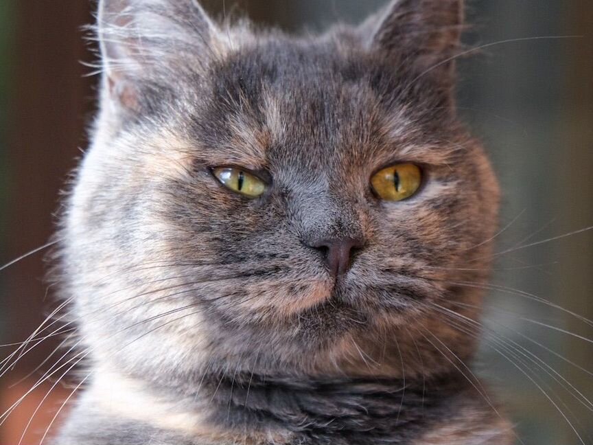 Ау, хозяева, вас ждут