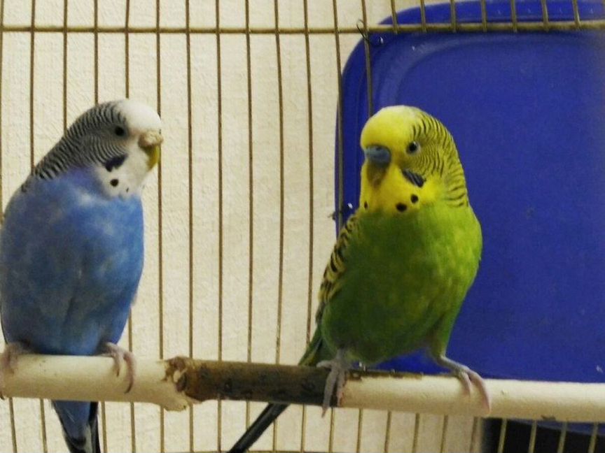 Отдам попугайчиков