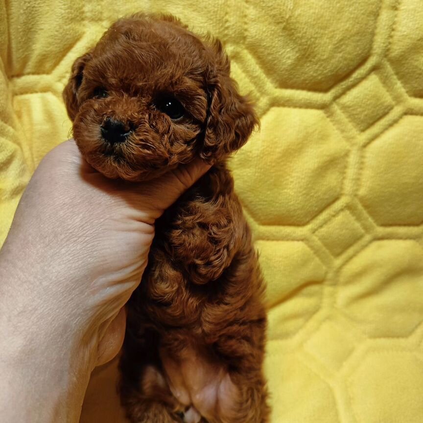 Тойка Китай 2 месяца