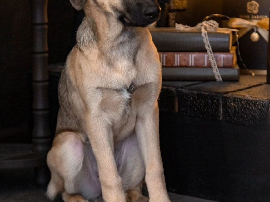 Собака Молли