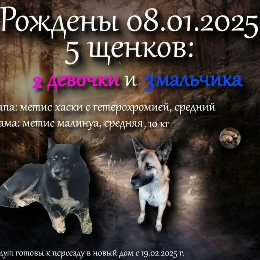Щенки