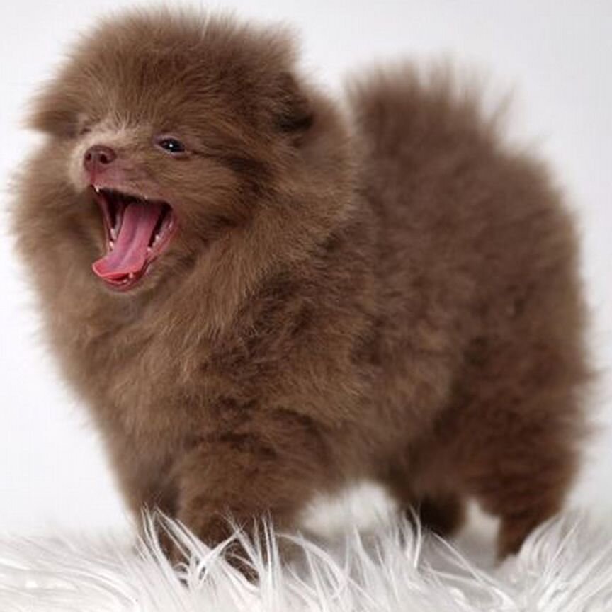 Померанский шпиц, щенок