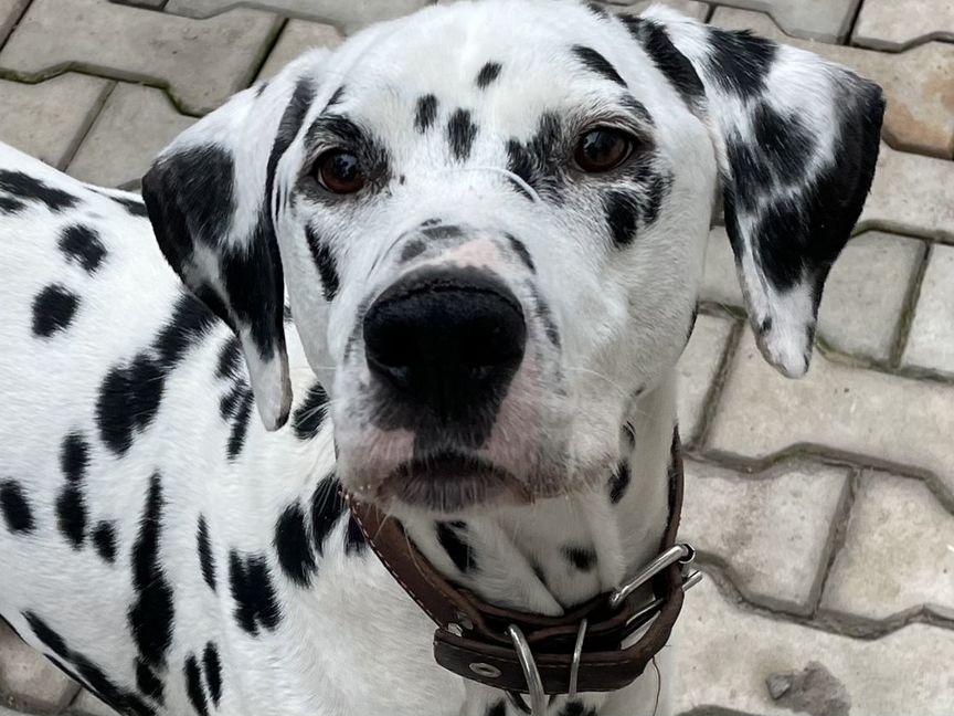 Взрослый далматин ищет новый дом
