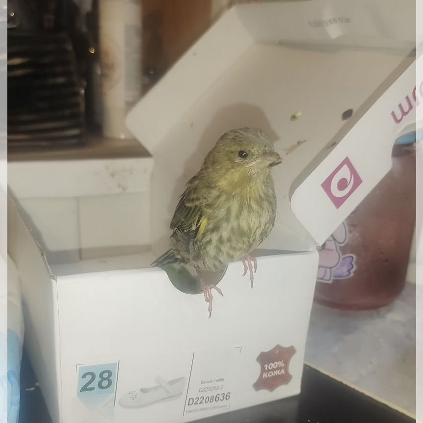 Помогите птенцу