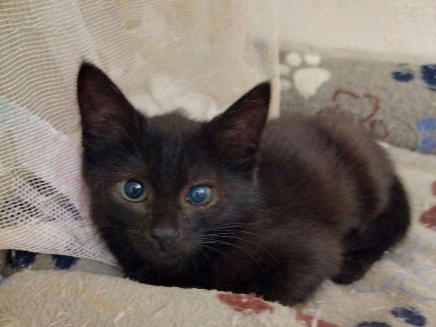 Малышка ищет дом