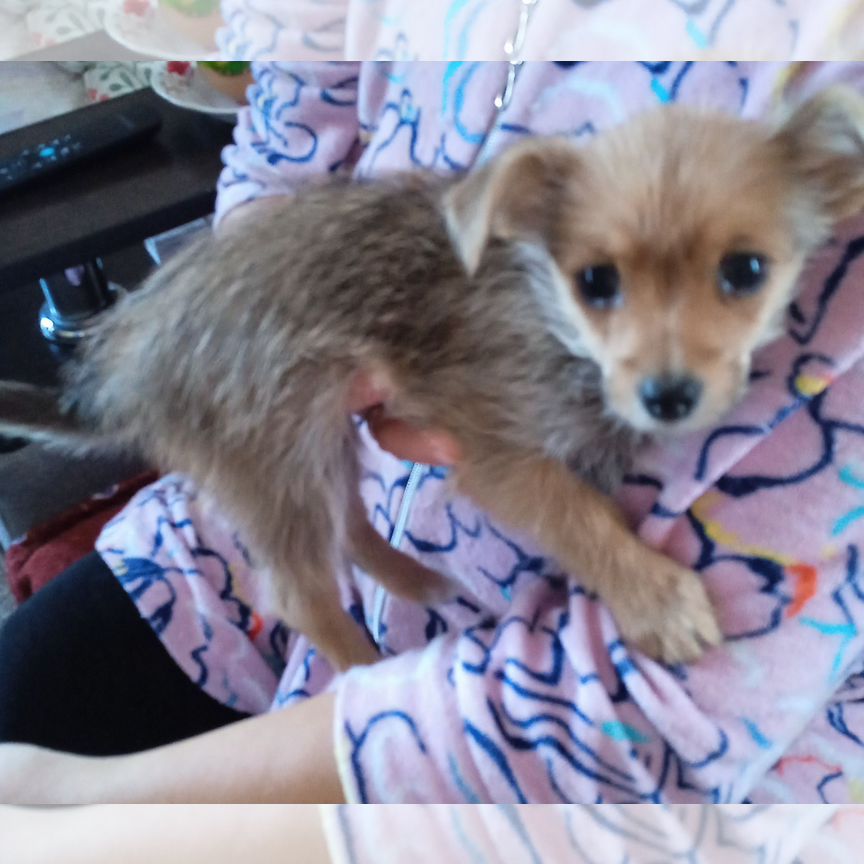 Помесь чихуахуа