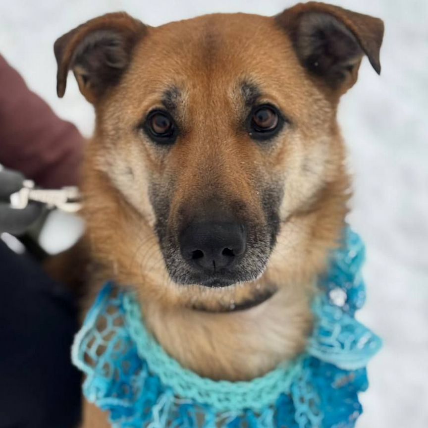 Взрослая собака в добрые руки