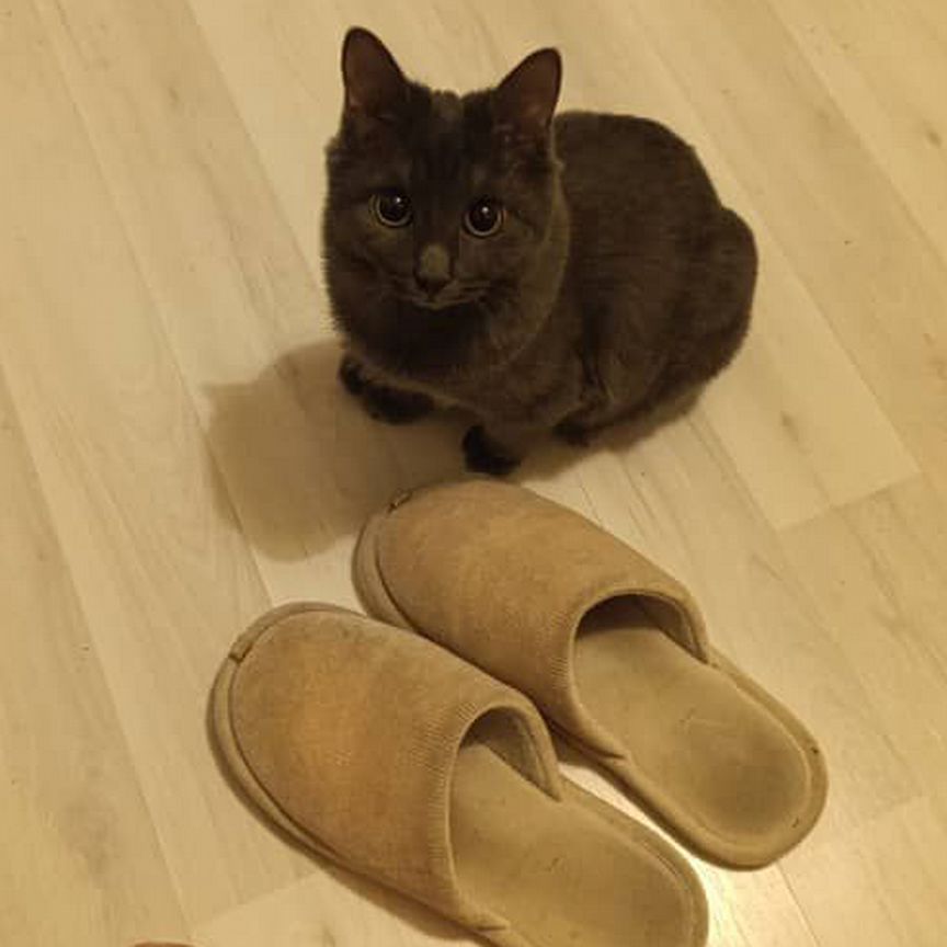 Британский короткошёрстный котёнок