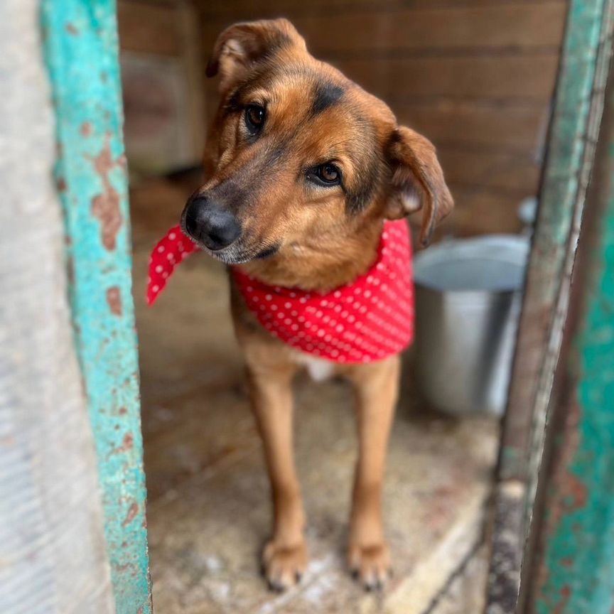 Взрослая собака в добрые руки