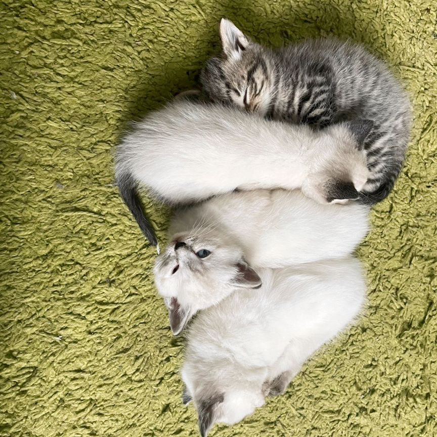 Котята