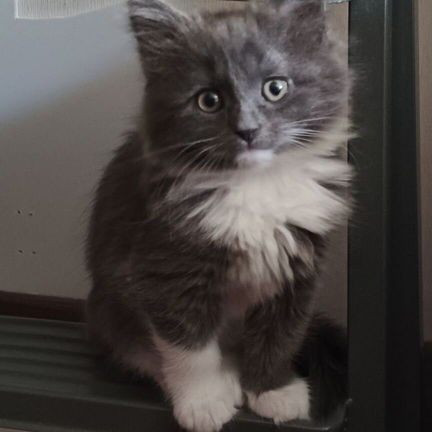 Котёнок симпотяжка