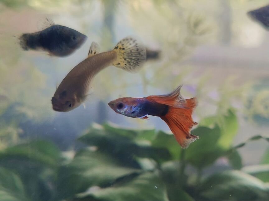 Мальки гуппи