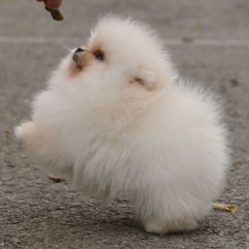 Шпиц мини в медвежьем типе