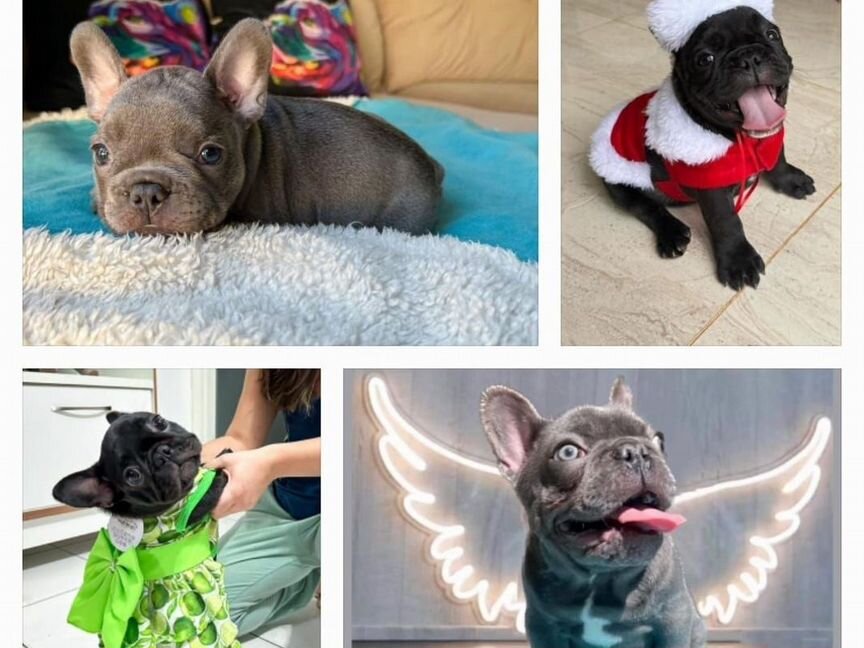 Французский бульдог