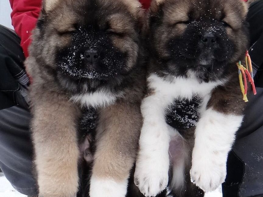 Мальчики и девочки кавказской овчарки