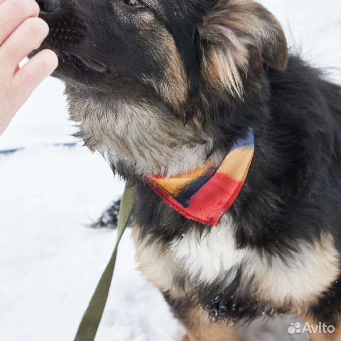 Крупная собака подросток для души