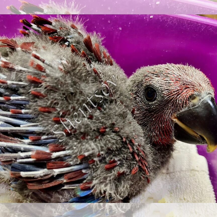 Птенец эклектуса, самочка