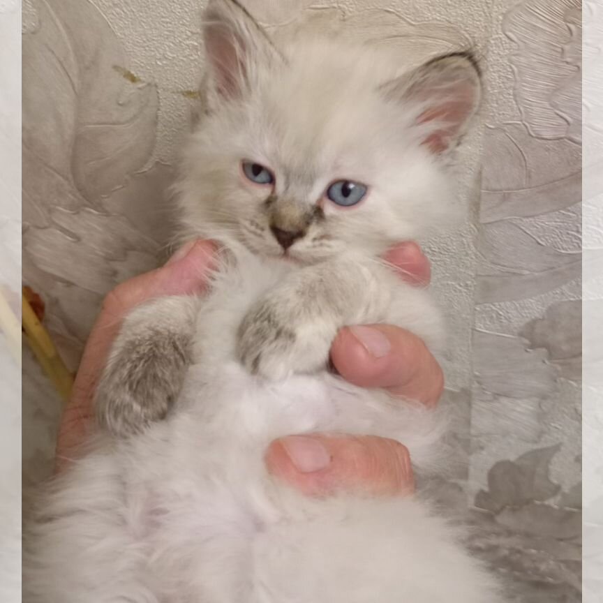 Невский маскарадный котёнок