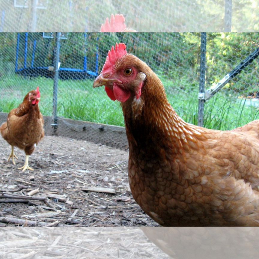 Курочки несушки беспл. доставка