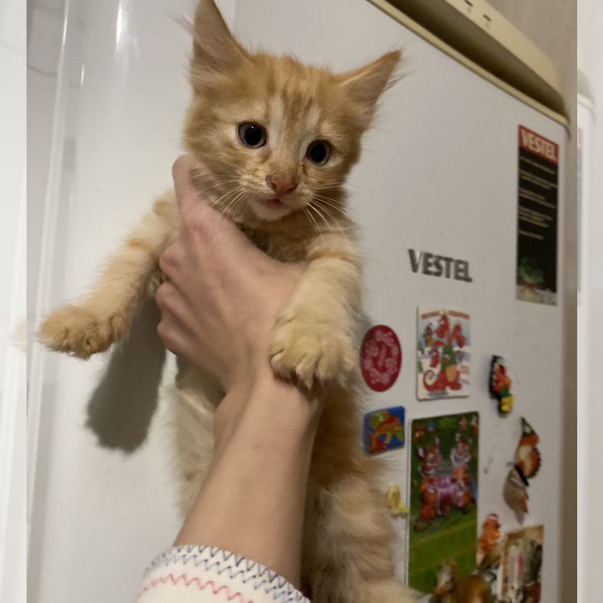 Котенок в дар бесплатно