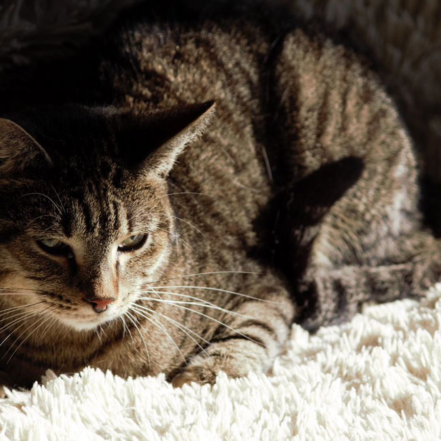 Кот Пупс в любящий дом