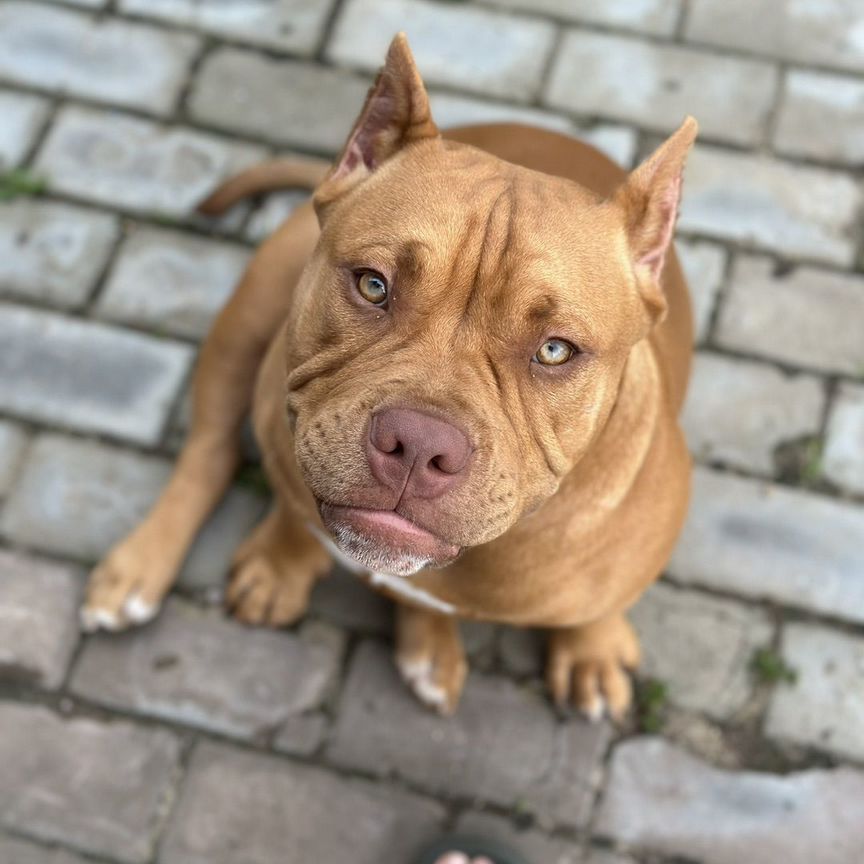 Американский булли стандарт