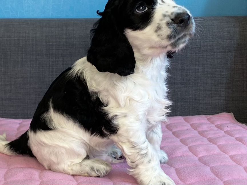 Английский кокер спаниель щенок