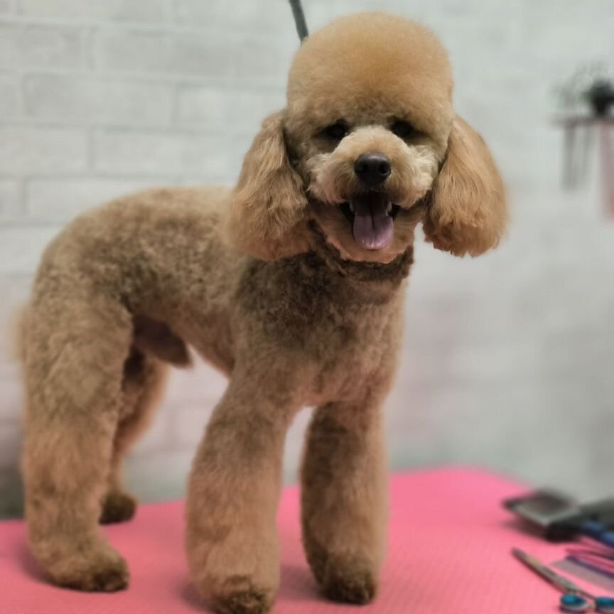 Карликовый пудель вязка