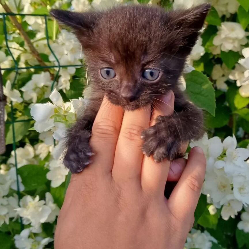 Котёнок в добрые руки