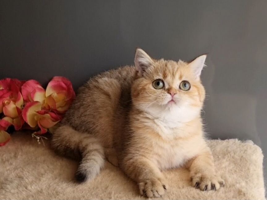 Девочка золотая шиншилла