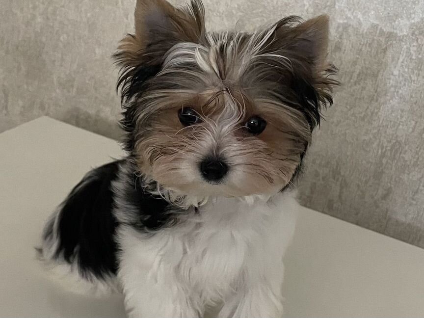 Бивер мини Цветная красотка