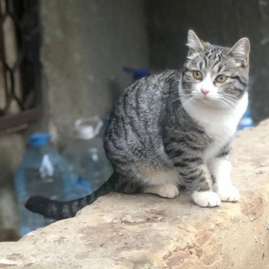 Котенок подросток в лучшие руки